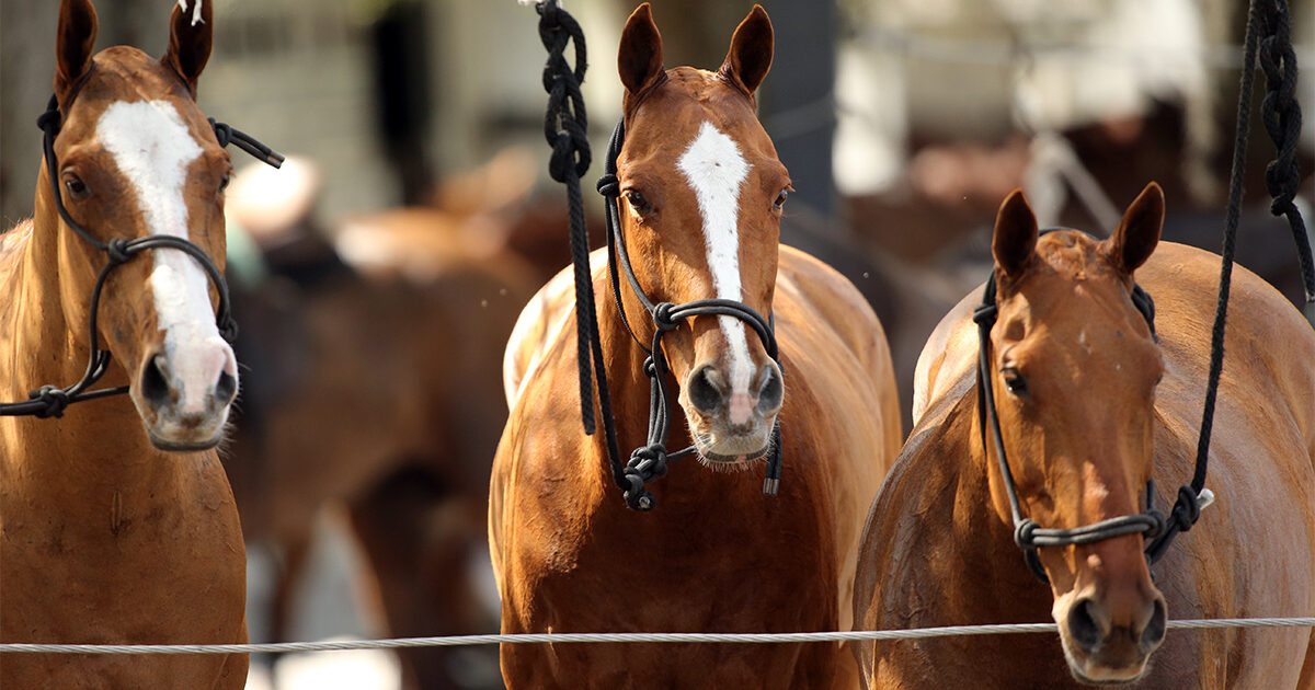 USPA EQUINE DRUGS AND MEDICATIONS RULES TESTING UPDATE | U.S. POLO ASSN.