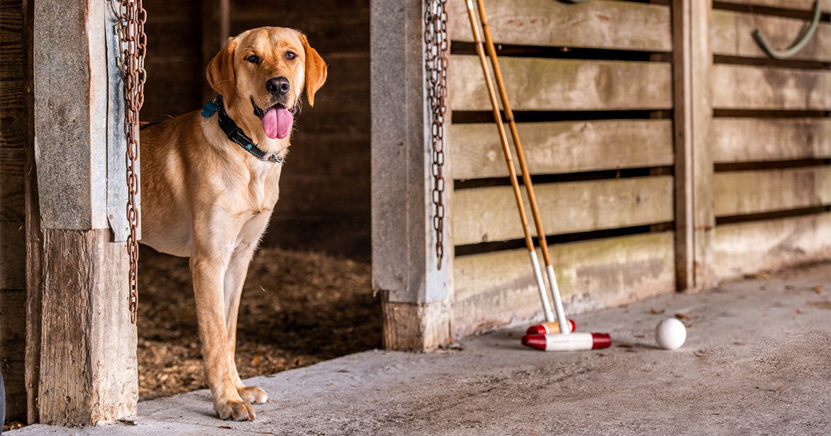 SARASOTA POLO CLUB INTRODUCES 2020 POLO SEASON MASCOT - MASON CHUKKER ...