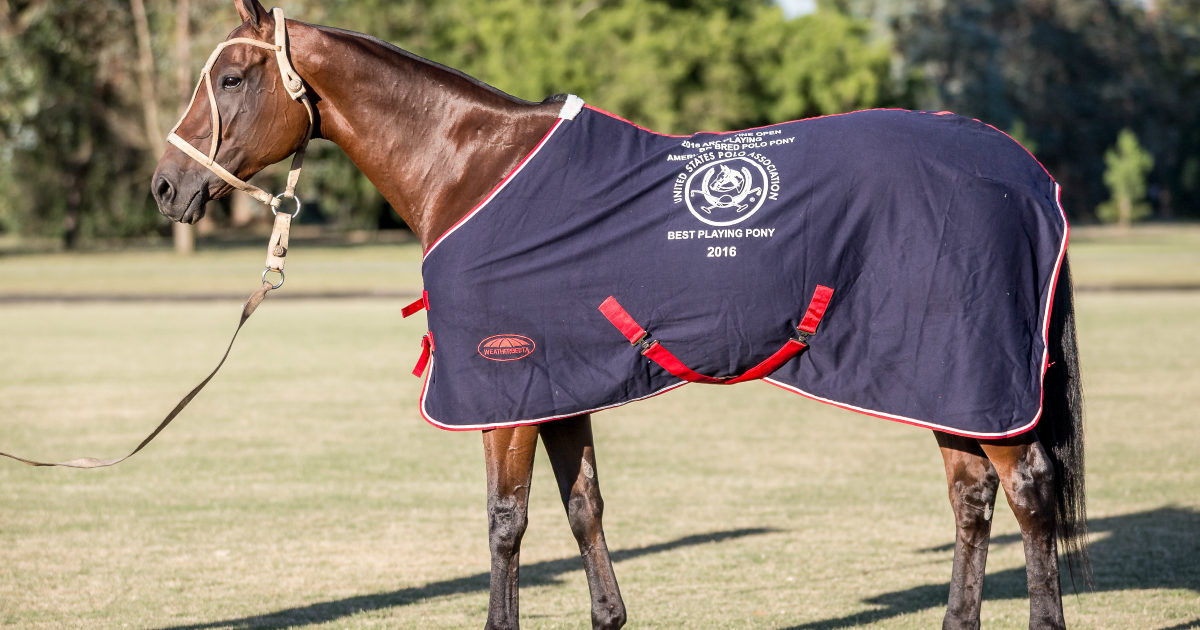 AMERICAN BRED BEST PLAYING PONIES IN HURLINGHAM AND ARGENTINE OPEN | U ...