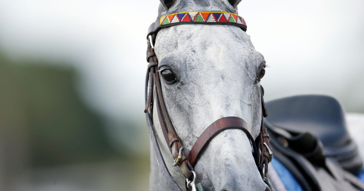 HEAT INDEX WARNING FOR HORSES | U.S. POLO ASSN.